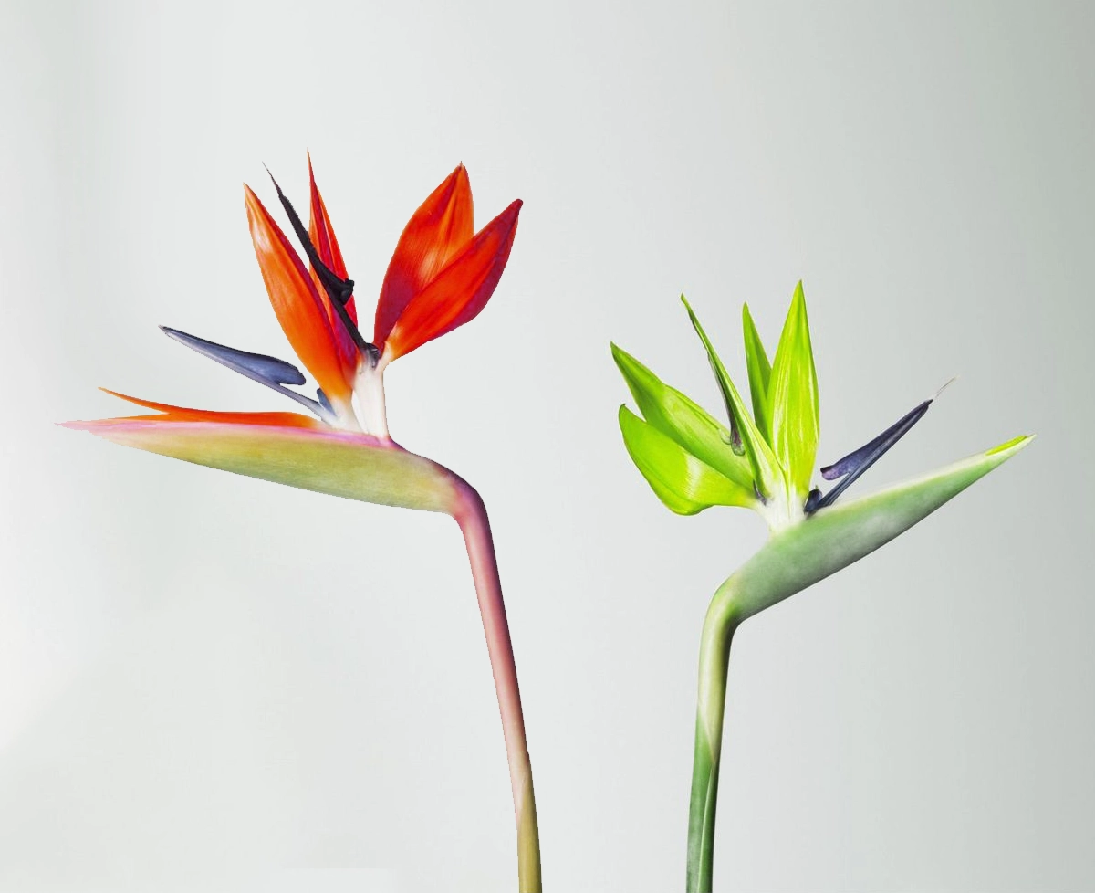 How custom software stack up against packaged software: Key differences