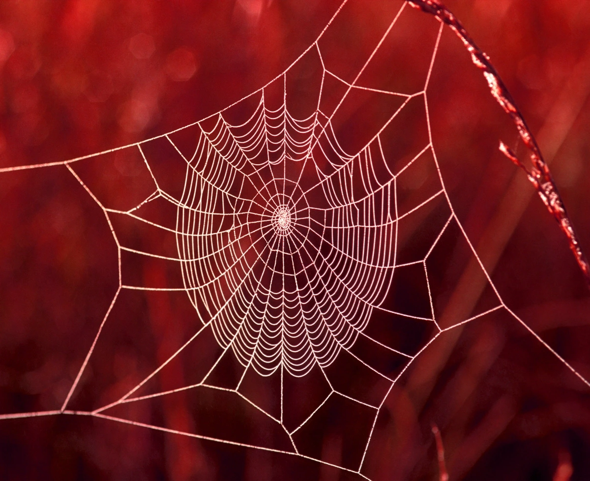 What is database schema? Types, benefits, terms explained